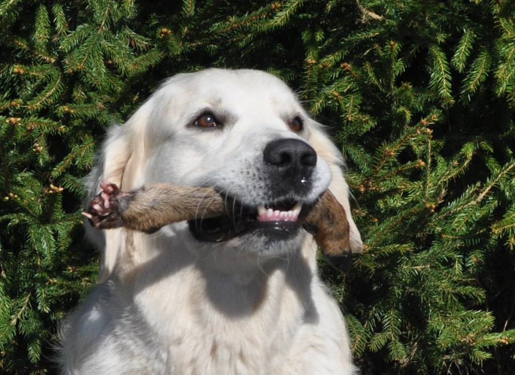 2012 | Goldenklubben